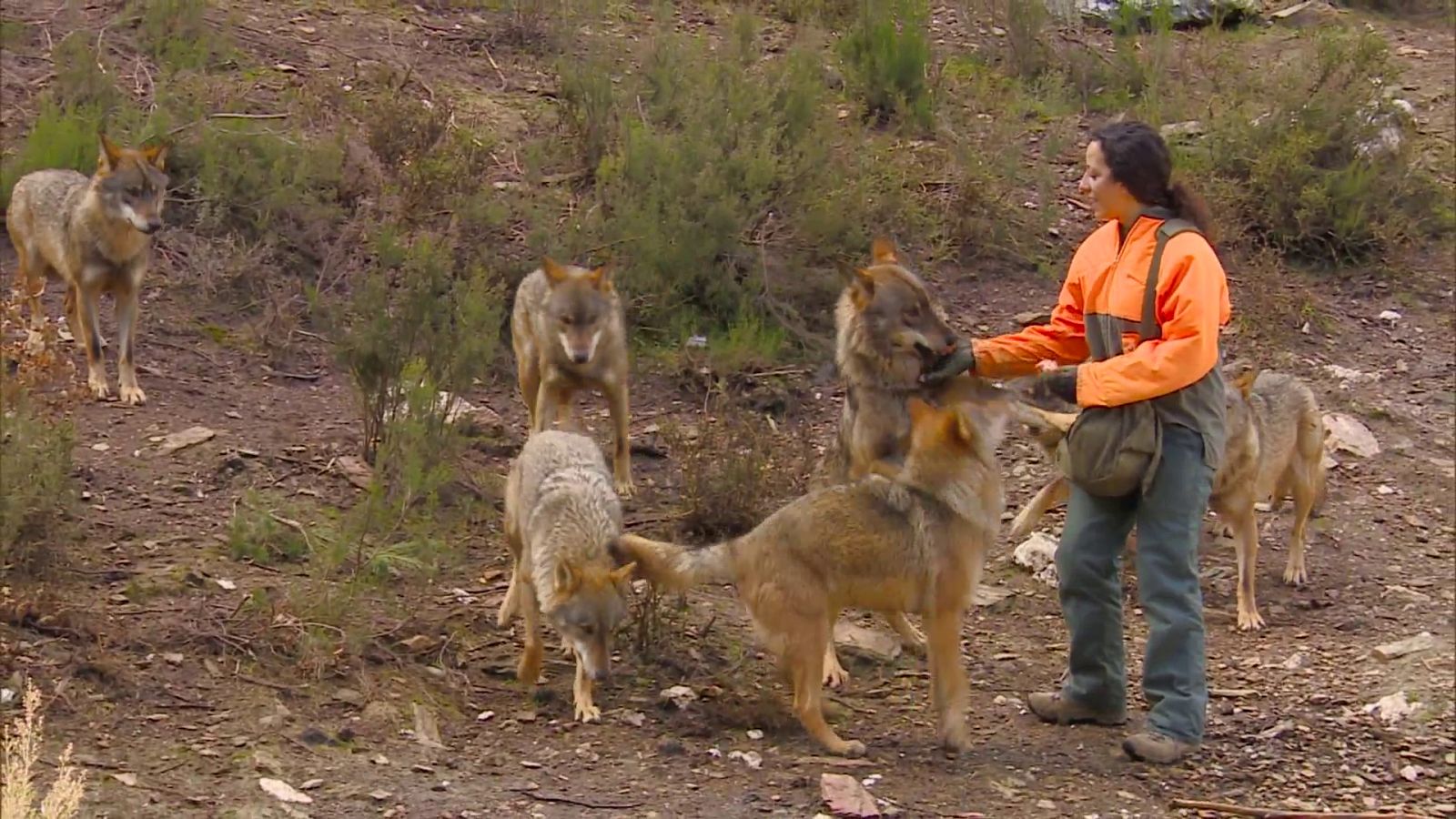 Se reactiva del debate sobre la protección del lobo | RTVE.es