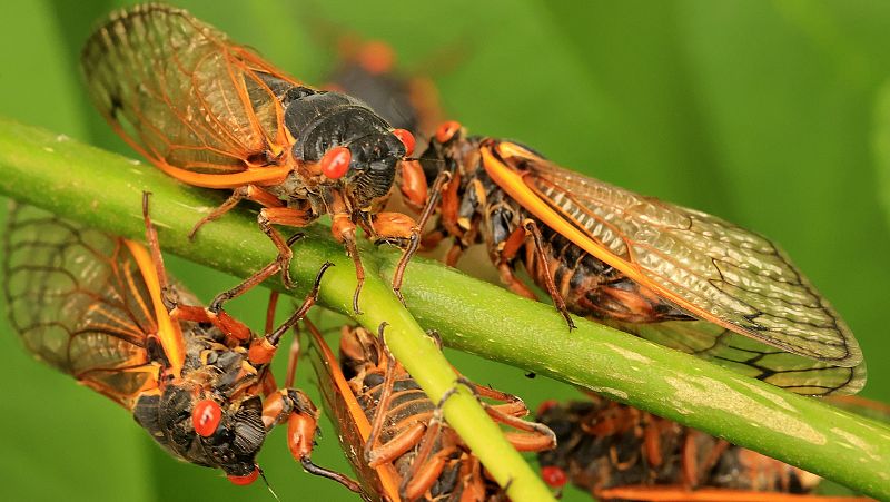 Una plaga de cigarras sobre Washington