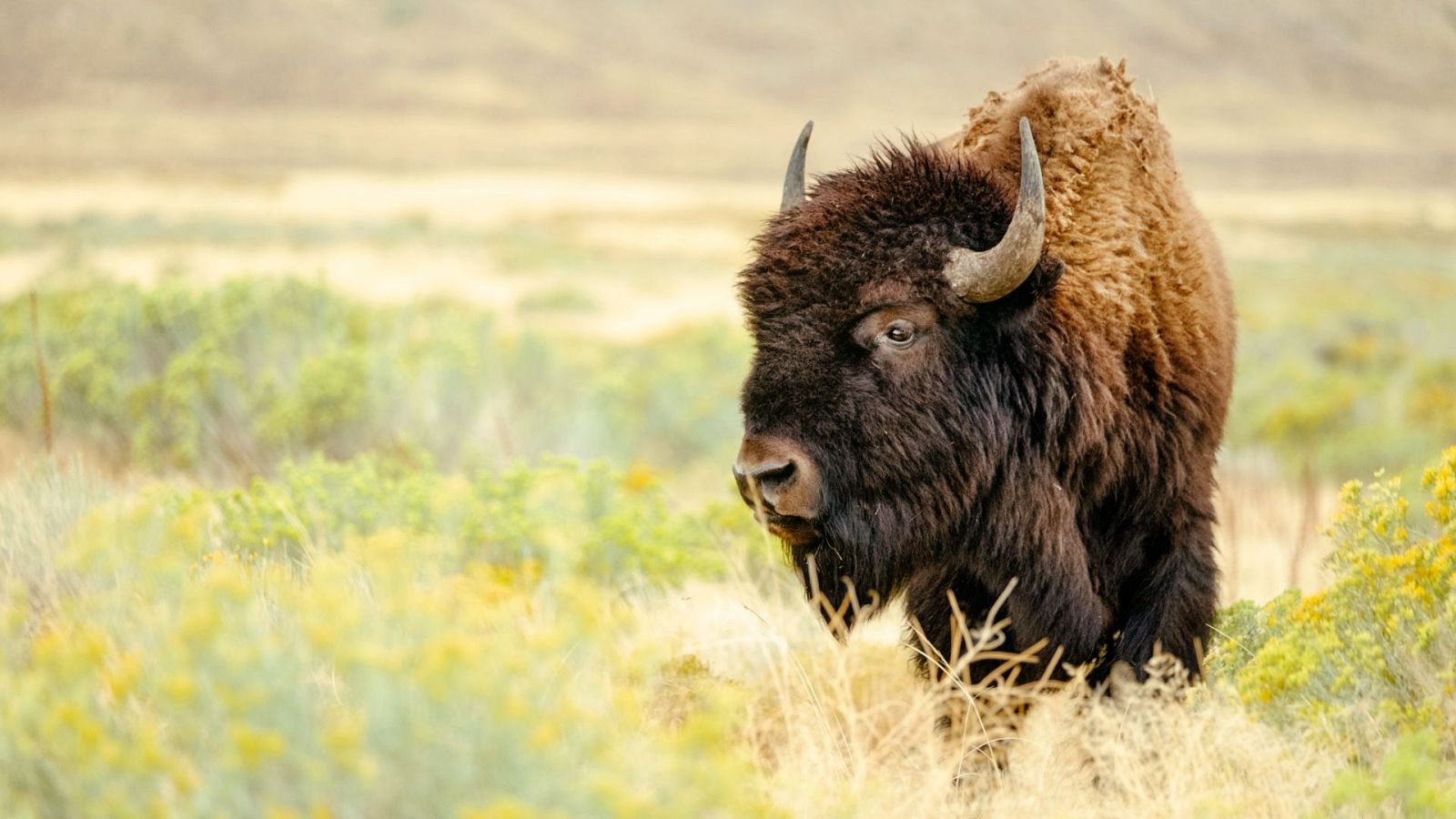 El bisonte la especie que se adapta al clima de España