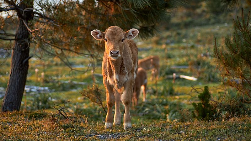 ¿Cómo saber si un ternerito está constipado? ¡Te lo contamos!