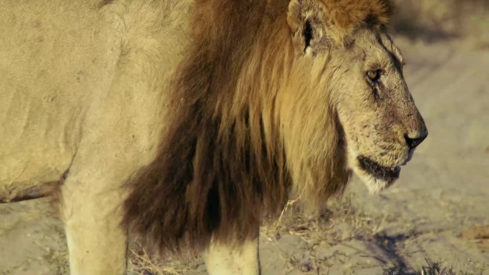 El reino salvaje - Episodio 6: Ascendiente - Documental en RTVE El reino salvaje - Episodio 6: Ascendiente - Documental en RTVE