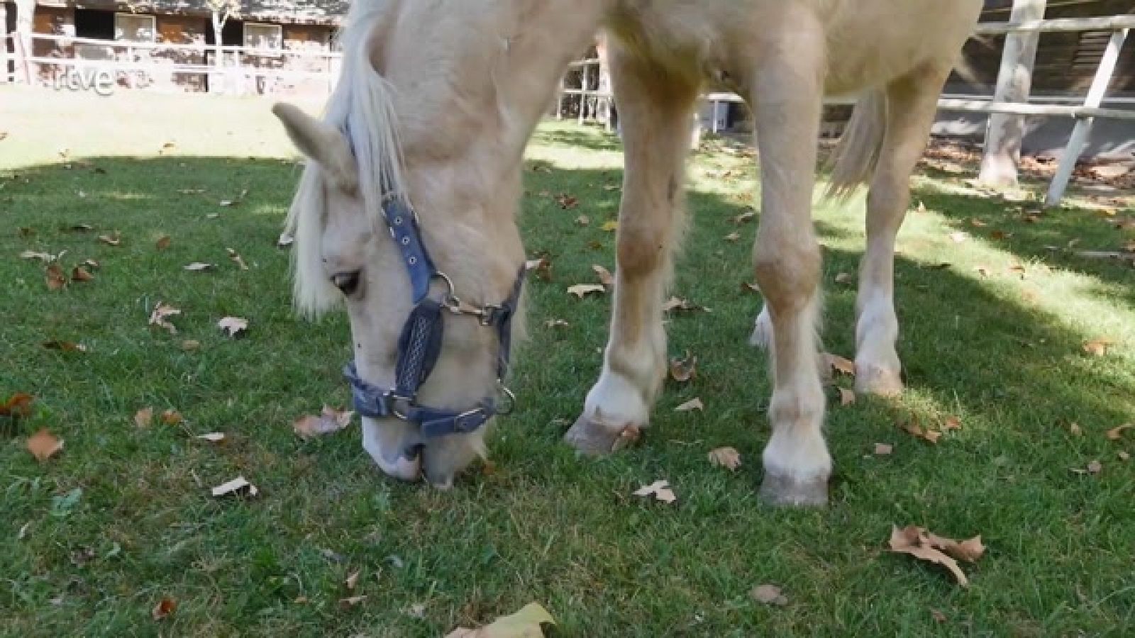 Todos los secretos sobre los ponis