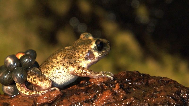 El ferreret, una especie endémica de Baleares