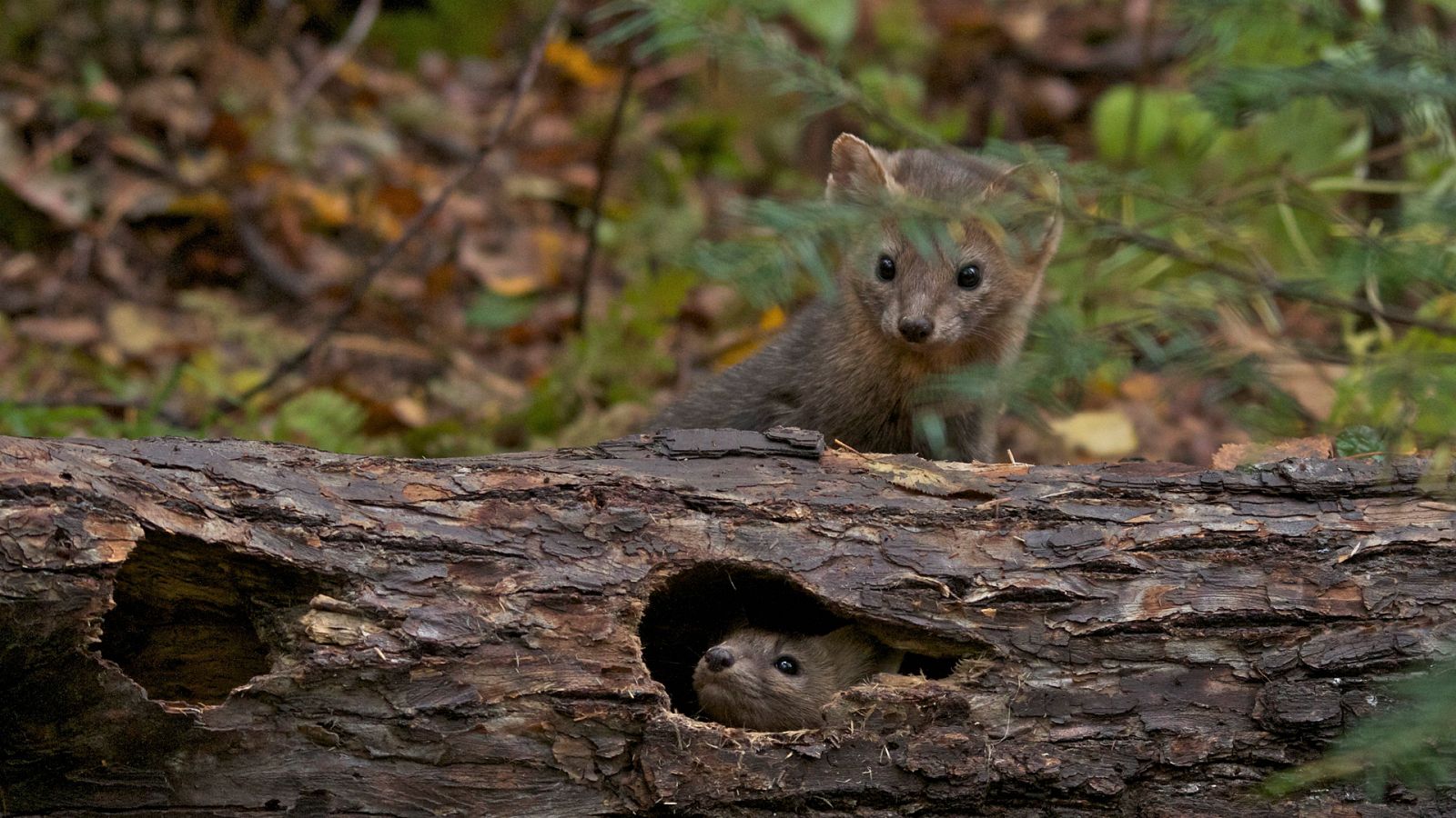 Amur, el Amazonas de Asia - Episodio 2: El dragón negro - Documental en ...