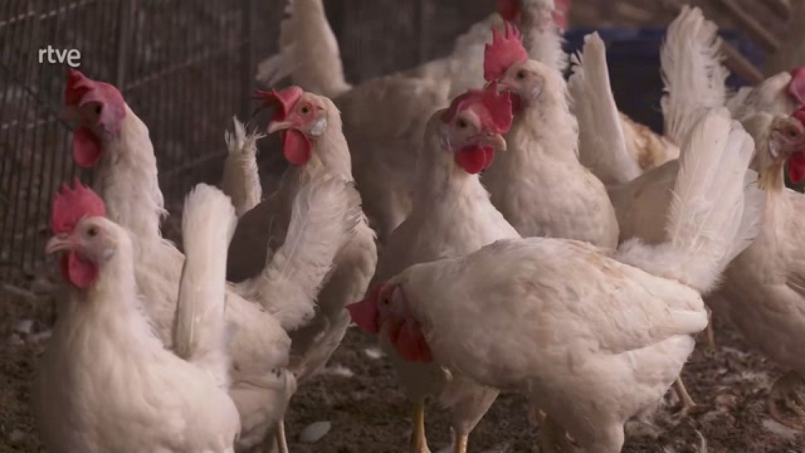 Las Gallinas De Los Huevos Azules