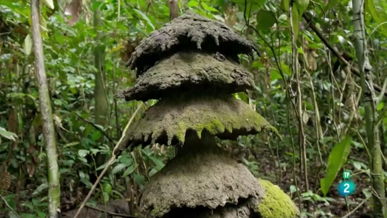 La jungla fosca - Planeta Selva
