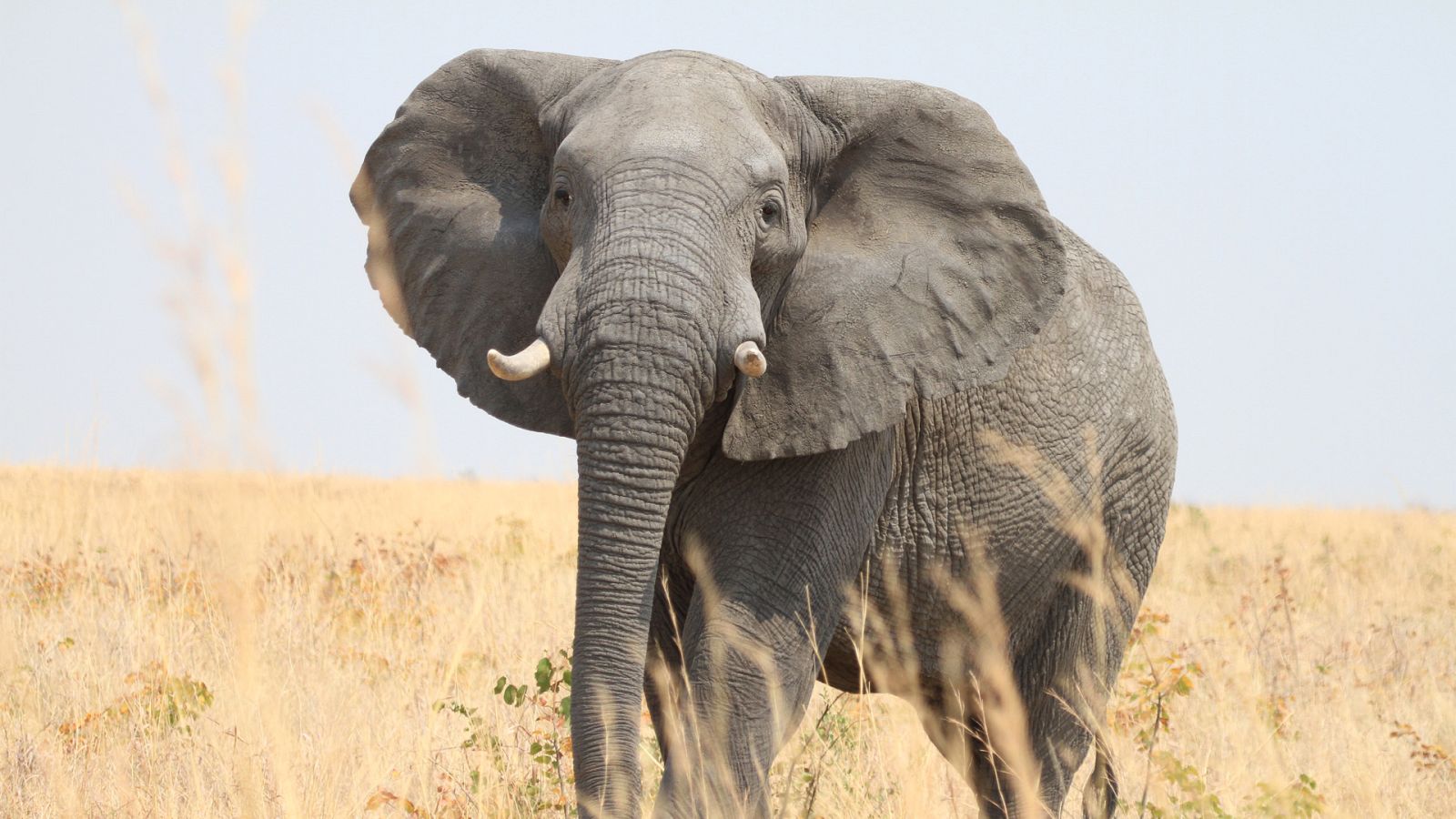 Elefantes de cerca - Episodio 2: Vecinos peligrosos - Documental en RTVE