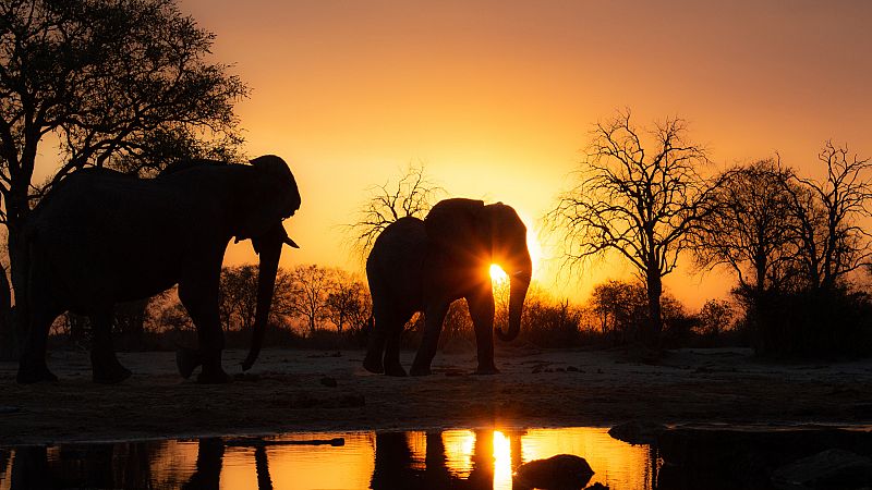 El estanque. Un oasis animal - Episodio 2 - Documental en RTVE