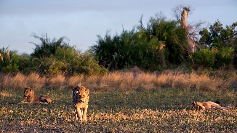 El reino salvaje - Episodio 3: La muerte de un sueño - Documental en RTVE