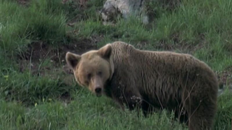 Un pastor sobrevive al encuentro con un oso