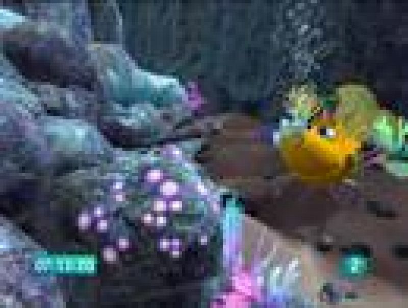 Sin programa: ¡Bucea Olly! | RTVE Play