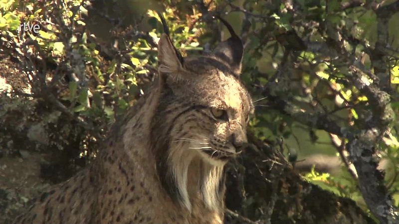Jara y sedal - Un ejemplo para todos - Documental en RTVE