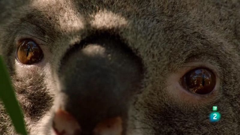 La terra màgica d'Oz: els homes