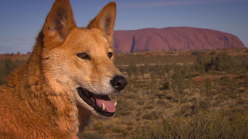 Animales al natural - T2. Episodio 7: Perros salvajes - Documental en RTVE