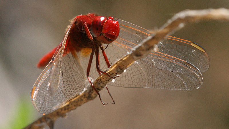 Mi río de libélulas - Somos documentales - Documental en RTVE