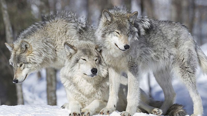 Vivir en manada - Somos documentales - Documental en RTVE