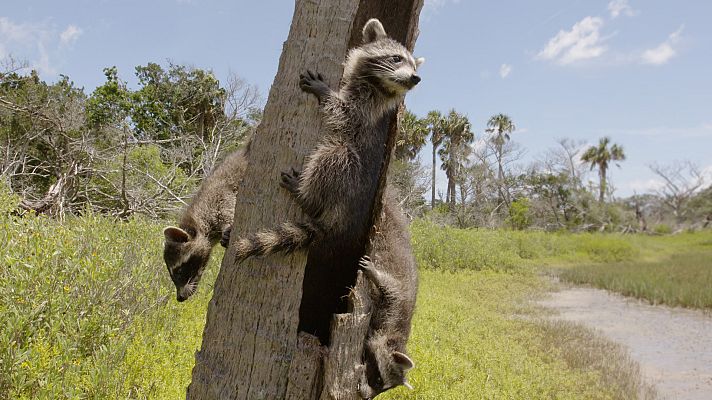 Somos documentales - El mapache, el rey de la supervivencia