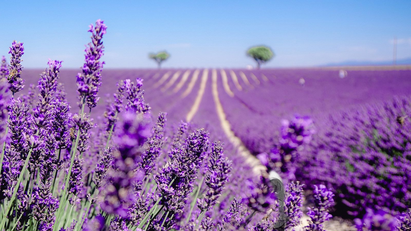 Brihuega: los campos de lavanda, un imán para el turismo