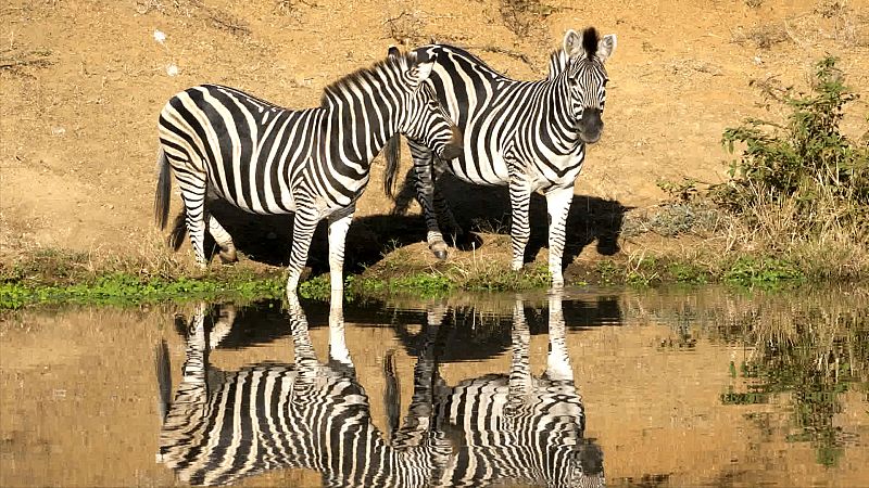 Somos documentales - La cebra afortunada