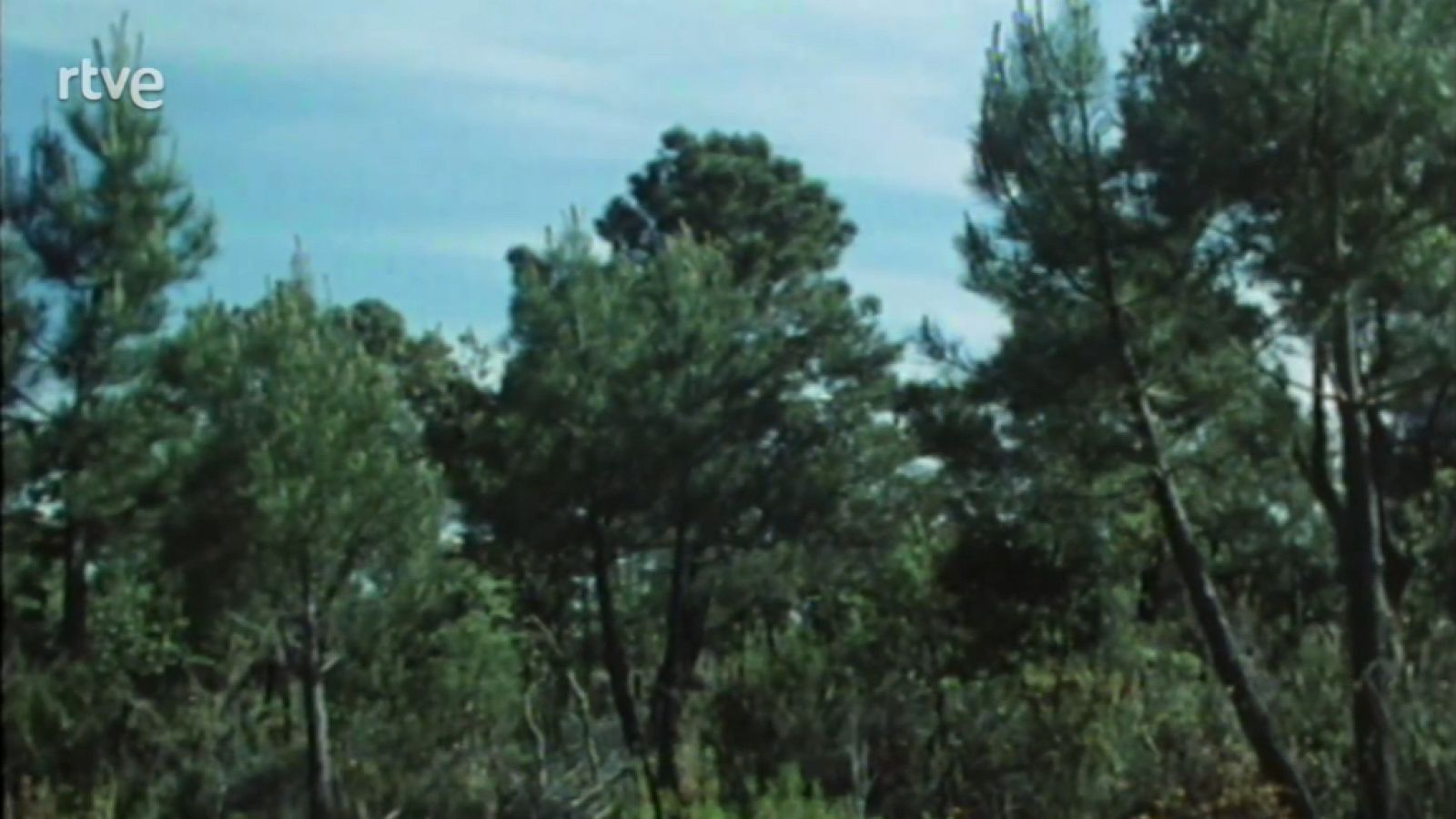 Nuestros árboles - El pino