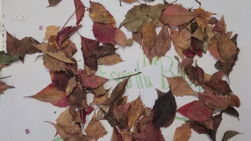 Sin programa: Maxwell School 5º, (Madrid) - El Espíritu del Bosque | RTVE Play