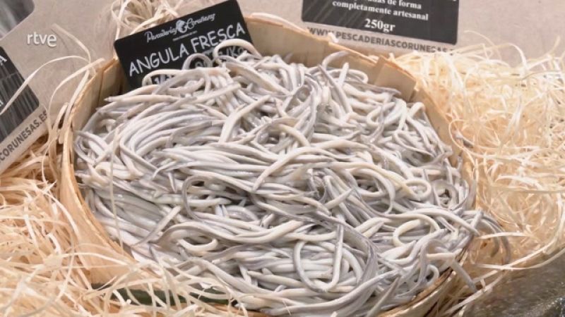 ¿Por qué son tan caras las angulas?