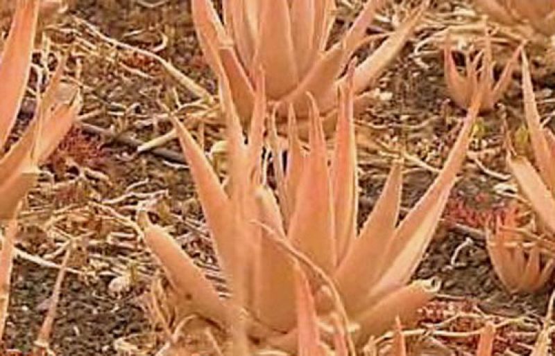 RTVE Cocina: Al rico aloe vera | RTVE Play