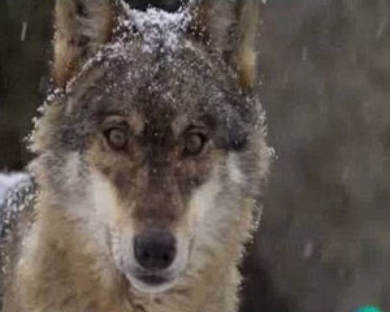 Continuarà...: "EntreLobos" de Gerardo Olivares | RTVE Play